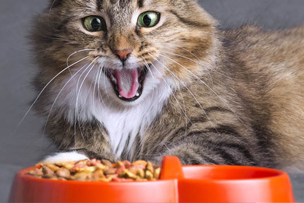 Ernährungsberatung – Katzen richtig füttern: Landfuxx Munster